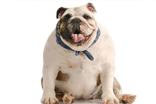 The Risks of Overfeeding Your Dog