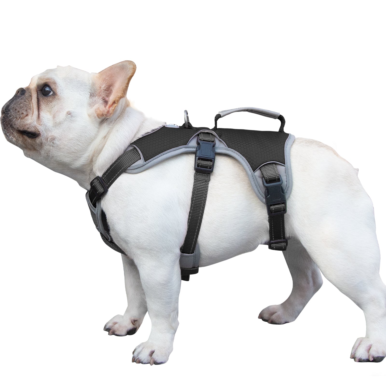 BackSecure™- The Full-Back Wrapping Harnesses